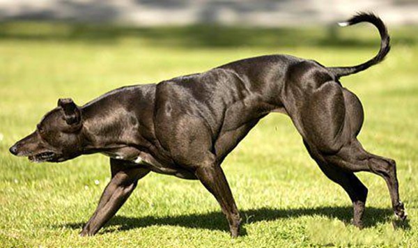 This Double-Muscled Dog Looks Like A Bodybuilder