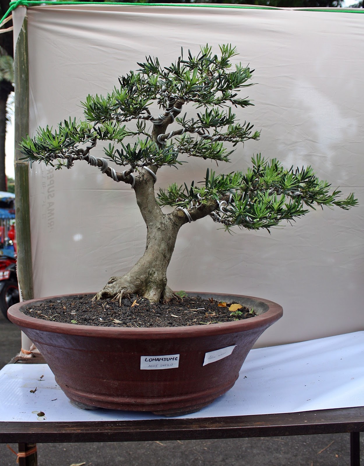 Penggemar Bonsai Magelang: Galery Koleksi Pameran Bonsai Magelang
