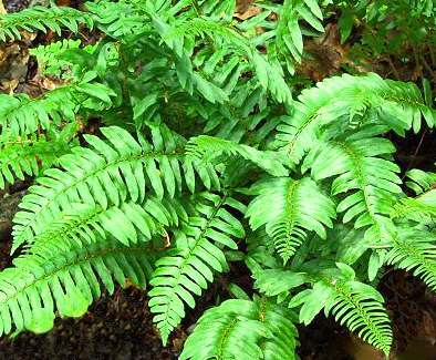 Alimentos: Usos y Trucos: Helechos