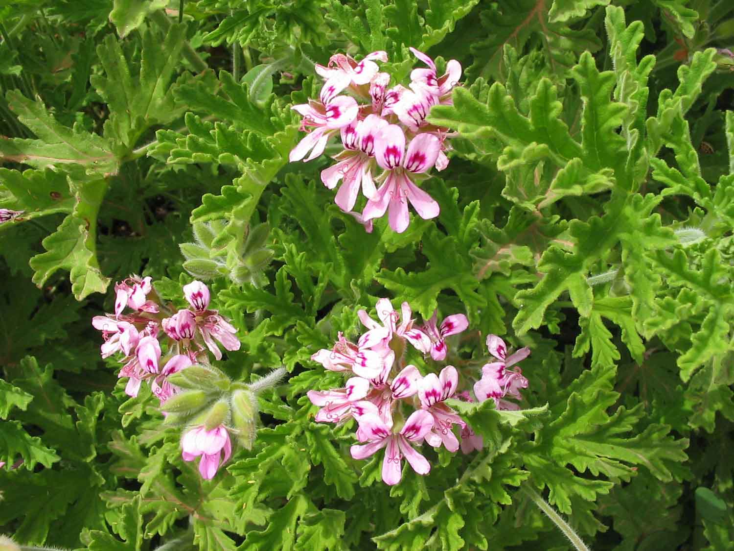 wpuszczona w maliny: Anginowiec pomoże zwalczyć przeziębienie