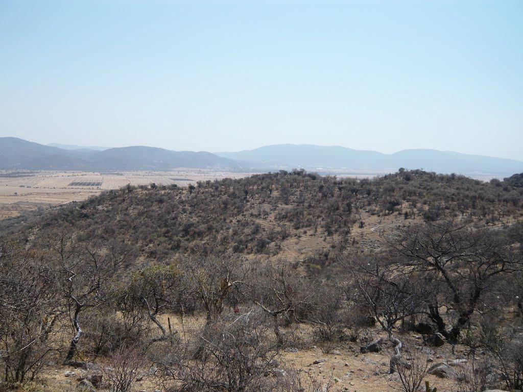 Tipos de selvas ¿Qué es una selva?