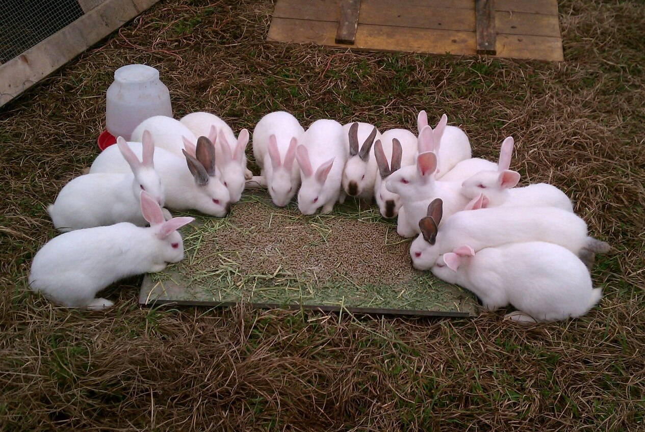 HighTail Farms: Rabbit-topia