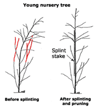 Practical Gardening: Straighten the Bent Trunk or Branch of a Garden Plant