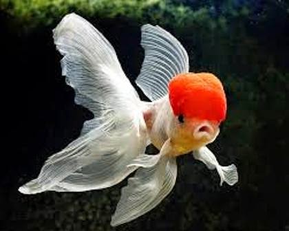 Ikan Koi Terpopuler- Koi Oranda | Ragam Dunia Hewan