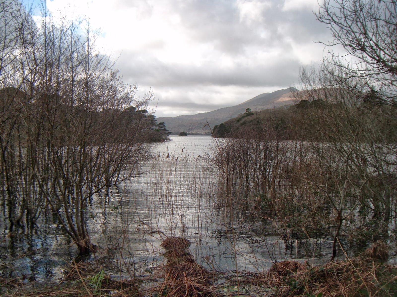 The Carrigaline Crusty: The Irish Winter Landscape