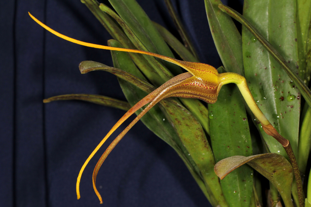 Masdevallia colossus care and culture | Travaldo's blog