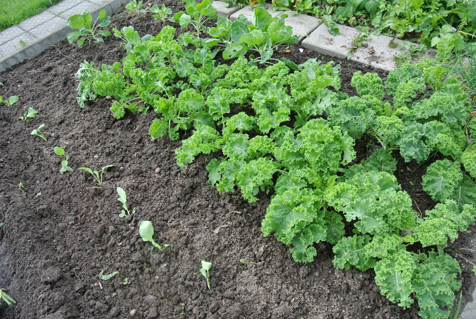 M i j m e r i n g e n . . .: Mijmering 124 prei poten en balans opmaken.