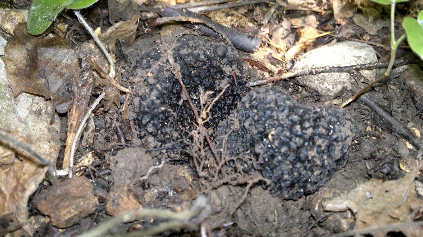 Trufe Romania Albe si Negre: Trufe Negre