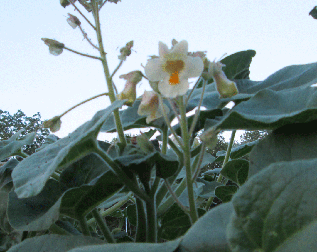 Adventures of a Middle Creek Road truck farmer: Devil’s Claw Plant