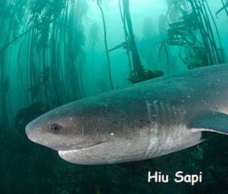 EKOGEO: JENIS-JENIS DAN KLASIFIKASI IKAN HIU