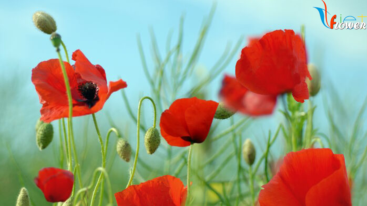 Sự tích hoa Poppy (Anh Túc) - Quinhon11