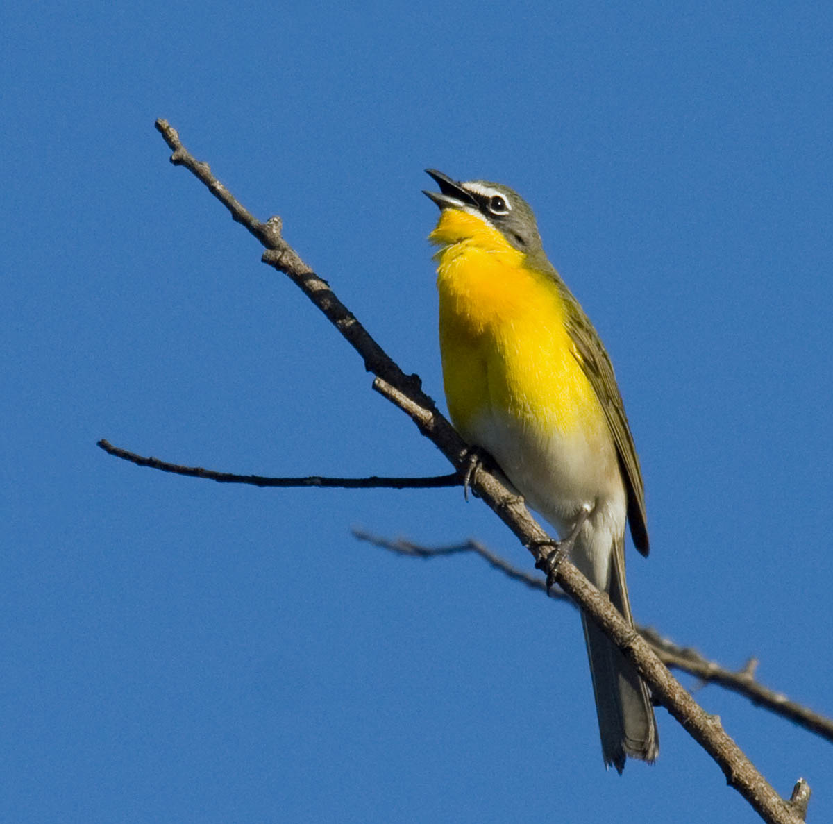 The bizarre song of the Yellow-breasted Chat - Greg in San Diego