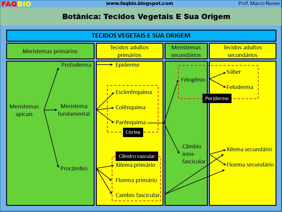 FAQBIO - Apoio ao Estudo de Biologia: Ficha resumo - Botânica: tecidos ...