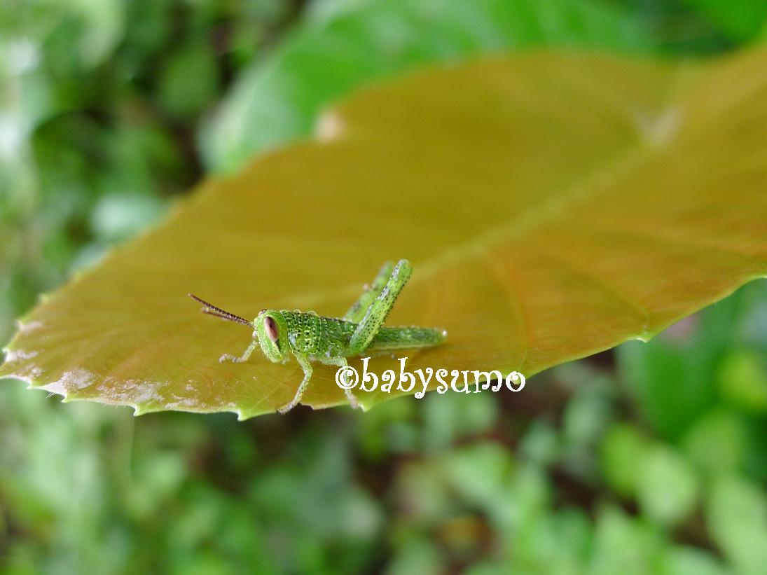Baby Sumo Photography: Green translucent grasshopper - Kuala Lumpur ...