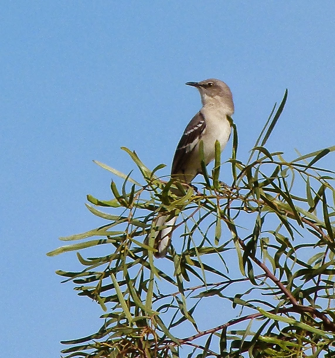 Birds of Borrego Springs (and wildlife and plants)