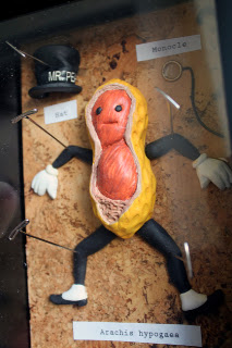 Sculptwerks: 'A Peanut Dissected' is finished!