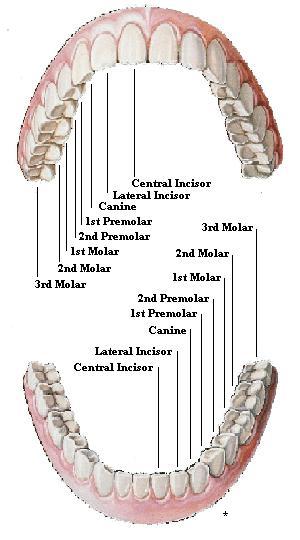 teeth diagram