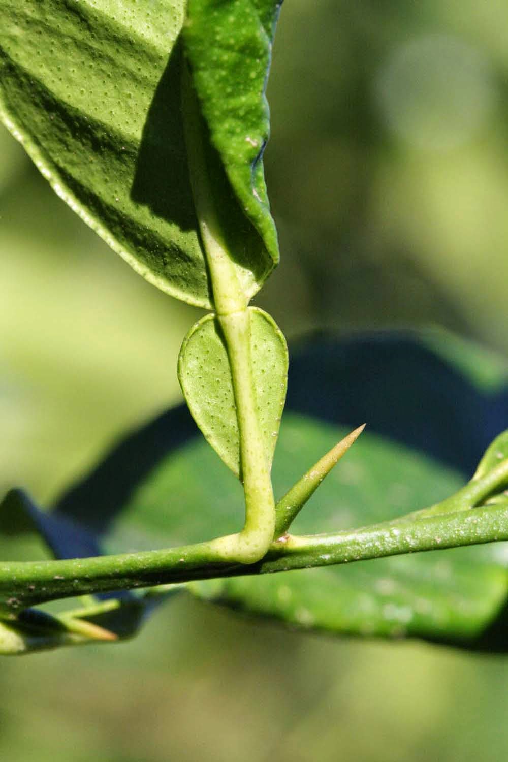 Tangkai Daun (Petiolus) ~ MUNAWI INSIDE