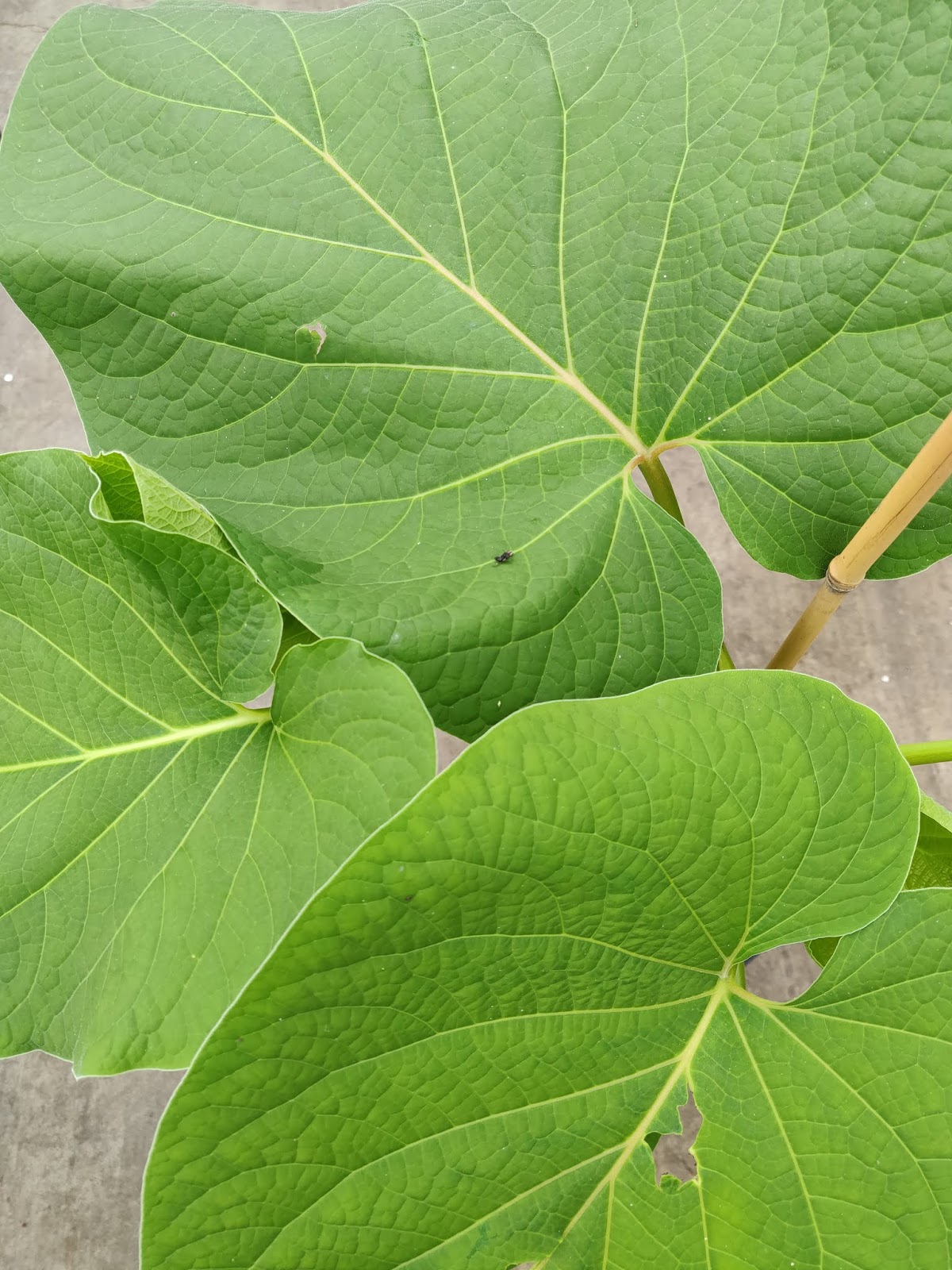 Westlandpeppers: Nieuw bij westlandpeppers Hoja Santa bladeren