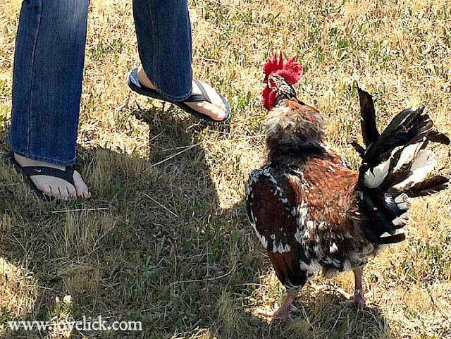 How to train a rooster to be nice (or at least to stop attacking you ...