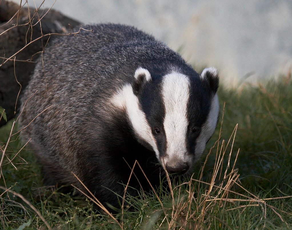 El ojo del buitre: Tejón melero (Mellivora capensis)