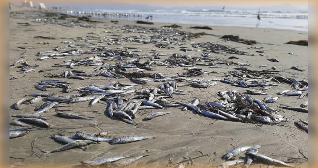 Aparecieron peces muertos en Playa Hermosa