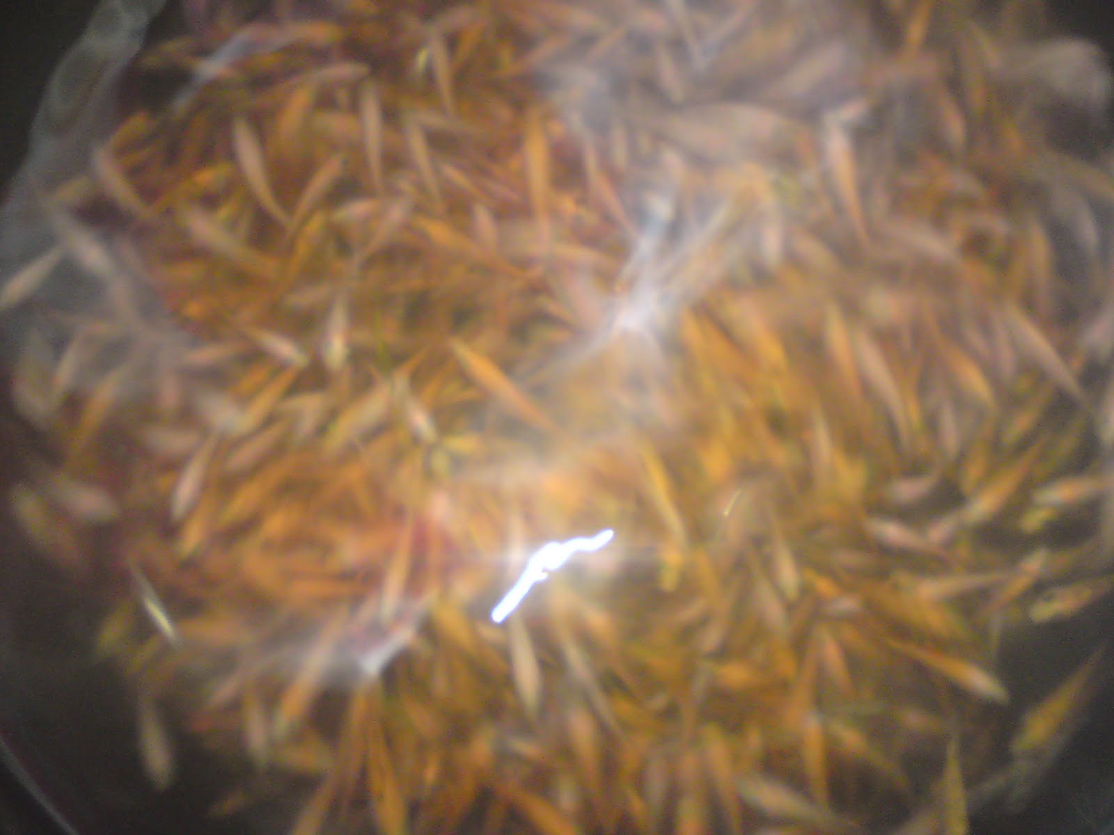 KOTAWA: Benih Talapia Untuk Dijual