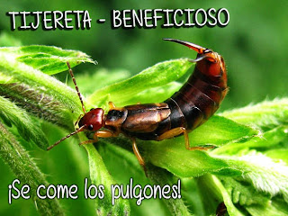 El rincón del huerto: Insectos beneficiosos para el huerto