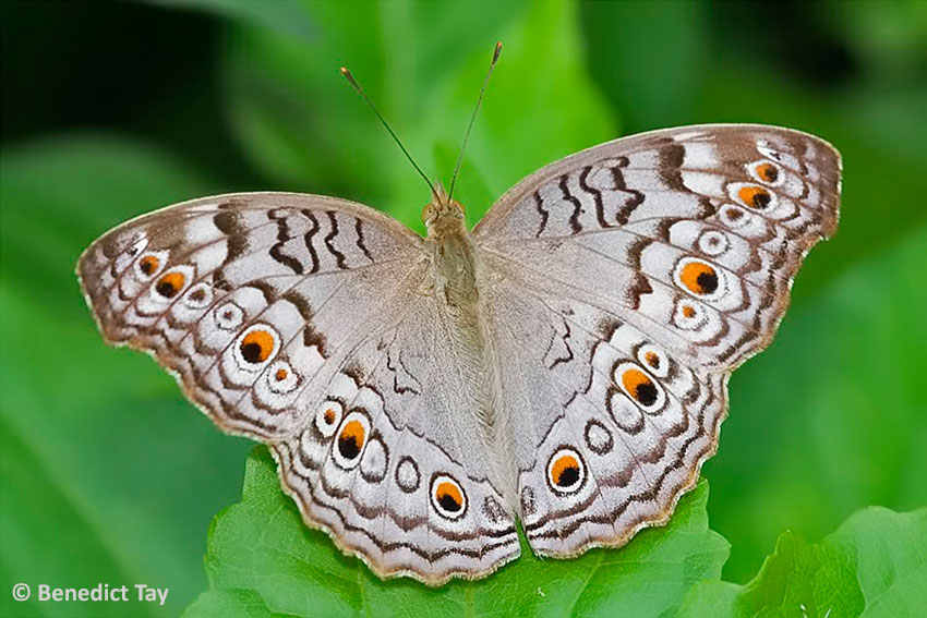 Butterflies of Singapore: Life History of the Grey Pansy