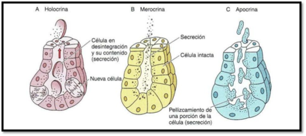 Histoembriologia: TEJIDO EPITELIAL