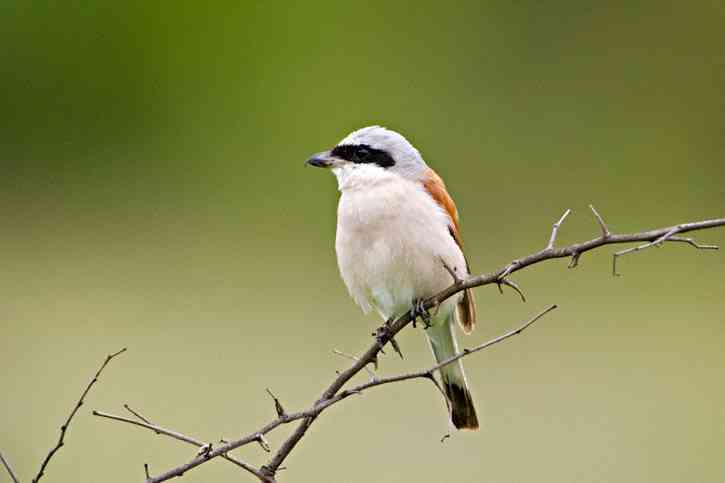 Jenis-jenis Burung Cendet ~ Kedai Kicau - Jack Bird Shop
