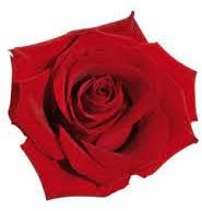 Signification de la couleur des roses | Avenue Romantique