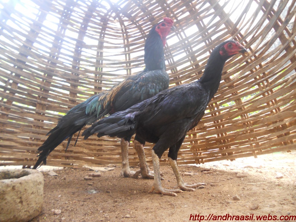 Fighting Rooster: Kagar hen &kagar java Thai Breed