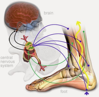 Fisioterapia y salud: Propiocepción