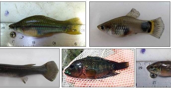From Reefs to Rivers: Florida's Fisheries Science Blog