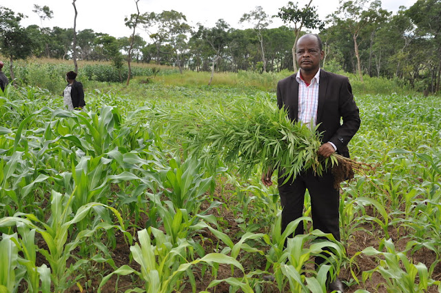 DC MBINGA ASHIRIKI ZOEZI LA UTEKETEZAJI BANGI KATIKA MOJA YA SHAMBA LA ...