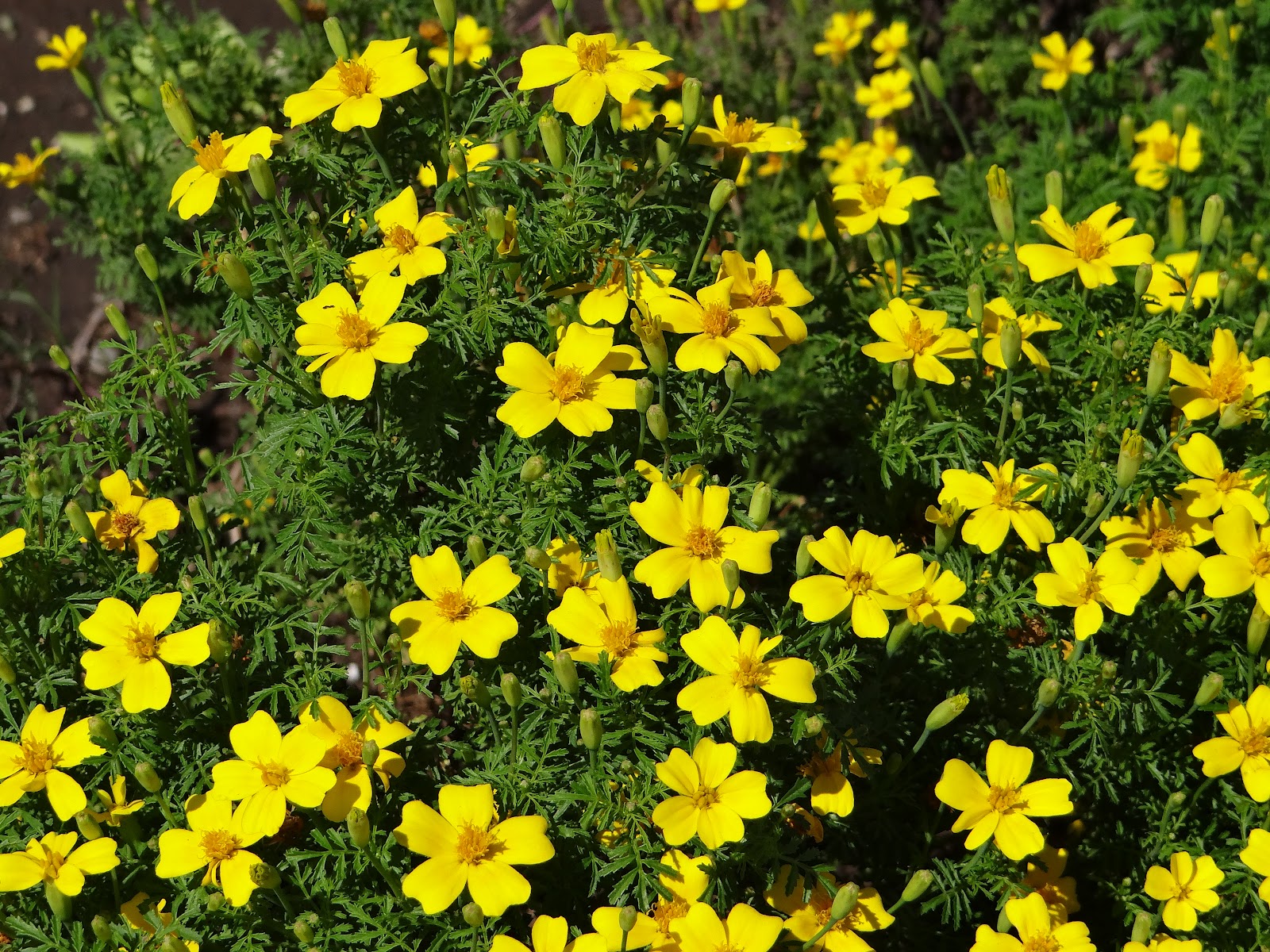 Powell Gardens' Blog: Sweet September