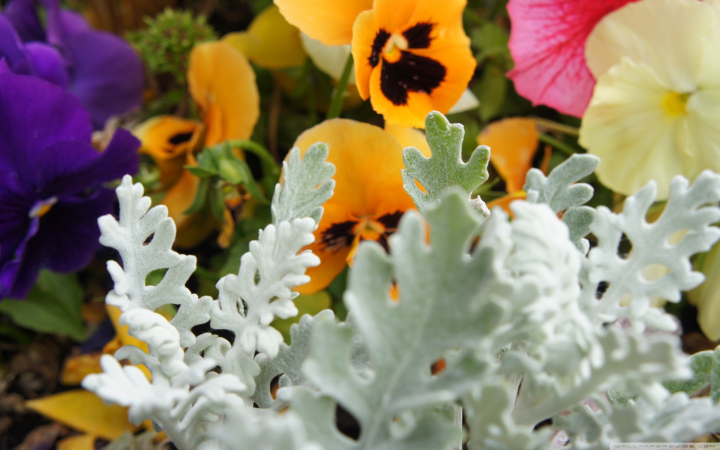 Best Pictures: Beautiful Flowres