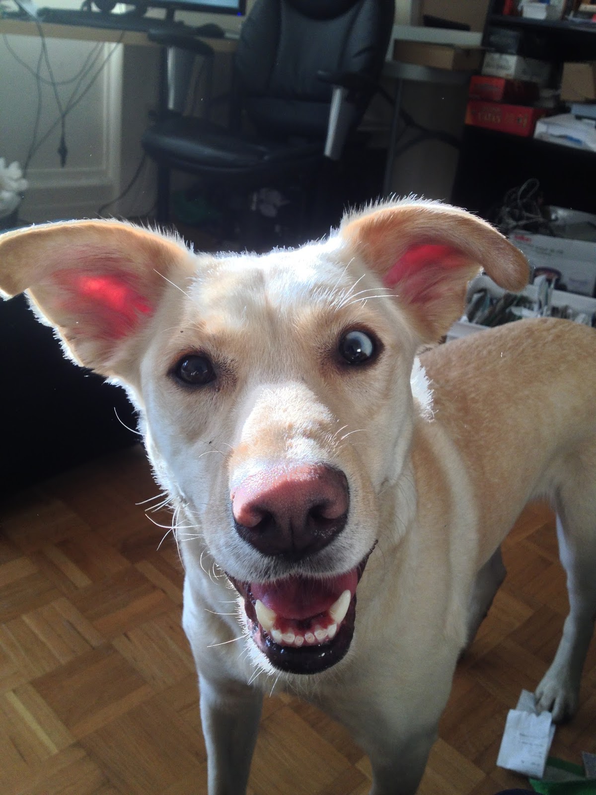 Pound Dogs Toronto Animal Services - dog adoption - animal shelter