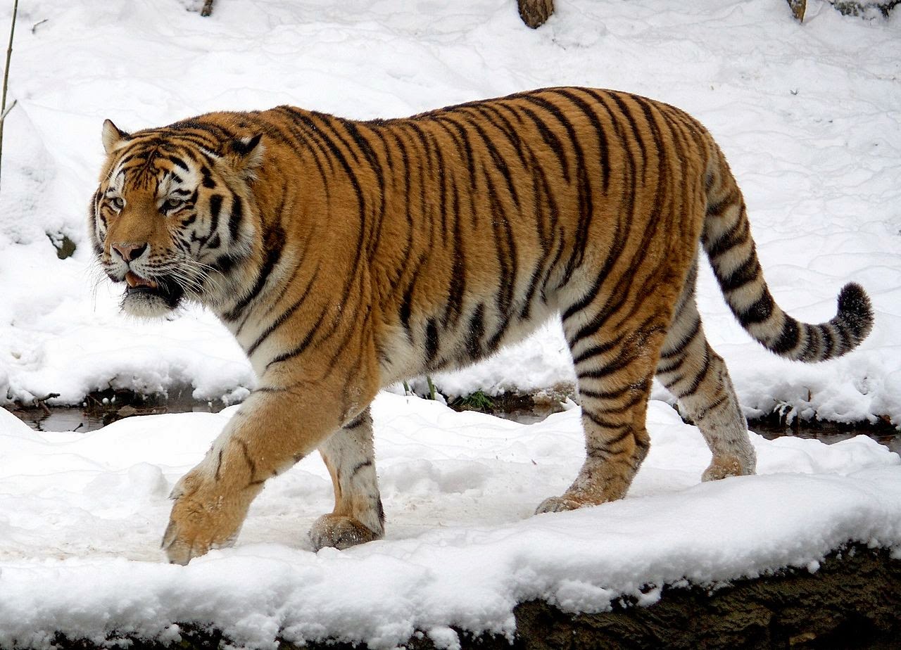 Types Of Tigers In The World Facts And Pictures ~ Explore Amazing World