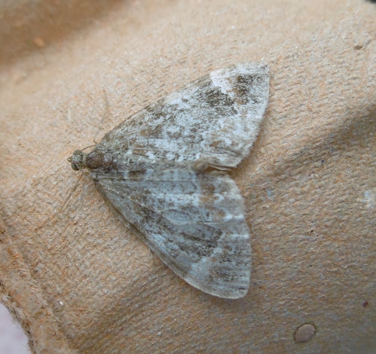 Martin's Moths: Chicken moth - and friends