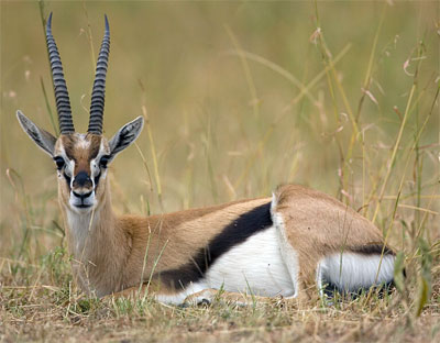 Gabih Fernandes: +Animais: Gazelas