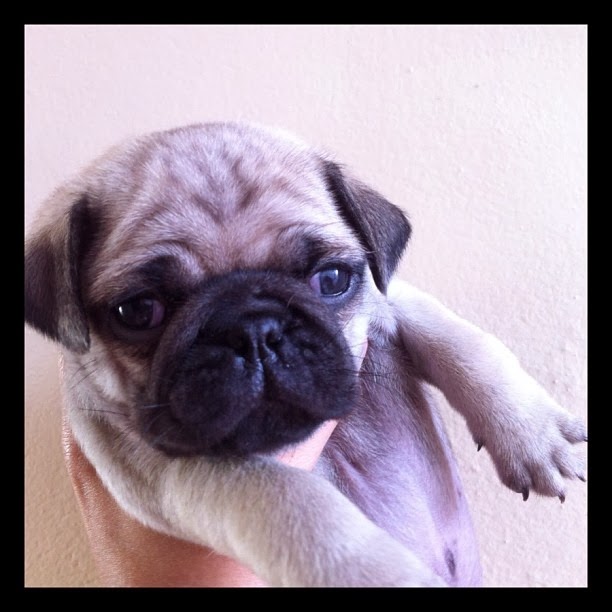 CANIL M&C GOLDEN : O melhor da Raça #Lhasa-Apso of Kennel M_/\_C Golden