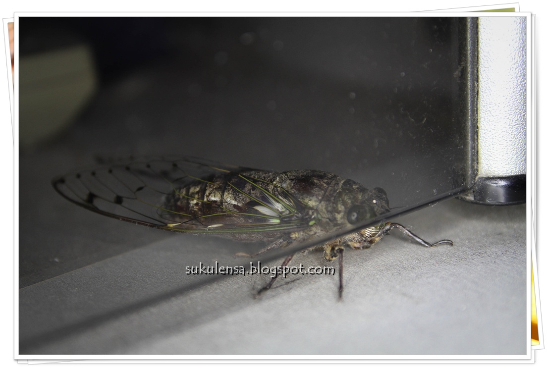 SUKULENSA: All about Nature