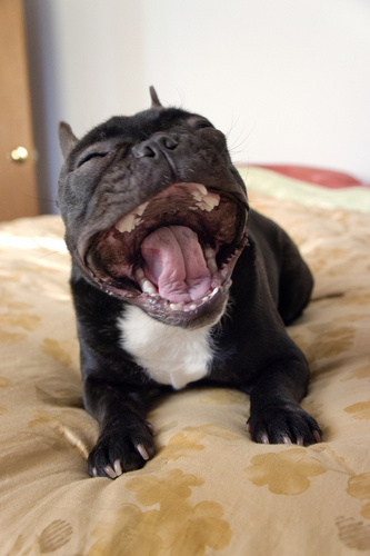 El Kapricho-Animal: Animal riendo!