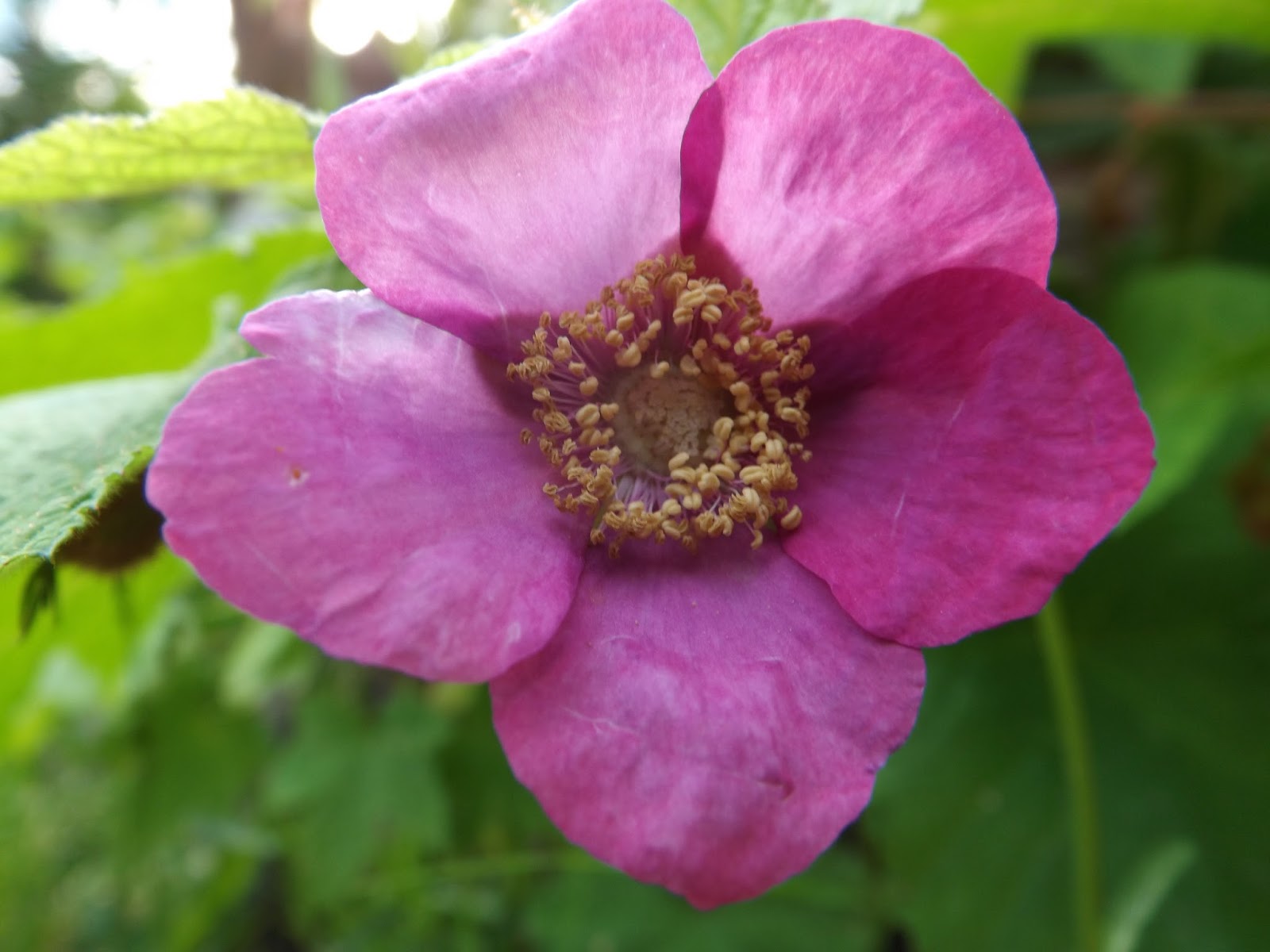 Wandering in Canada: Flowering Raspberry - Rubus Odoratus - Ronce Odorante
