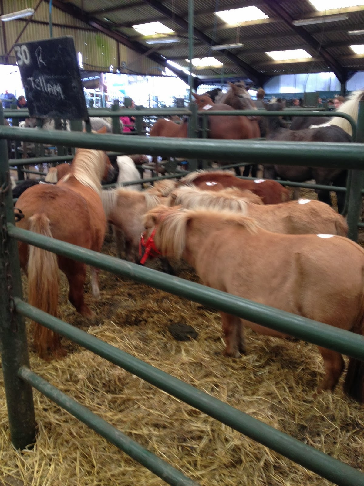 SWEP Welfare Callout Blog: Hallworthy Market Moorland Pony Sale