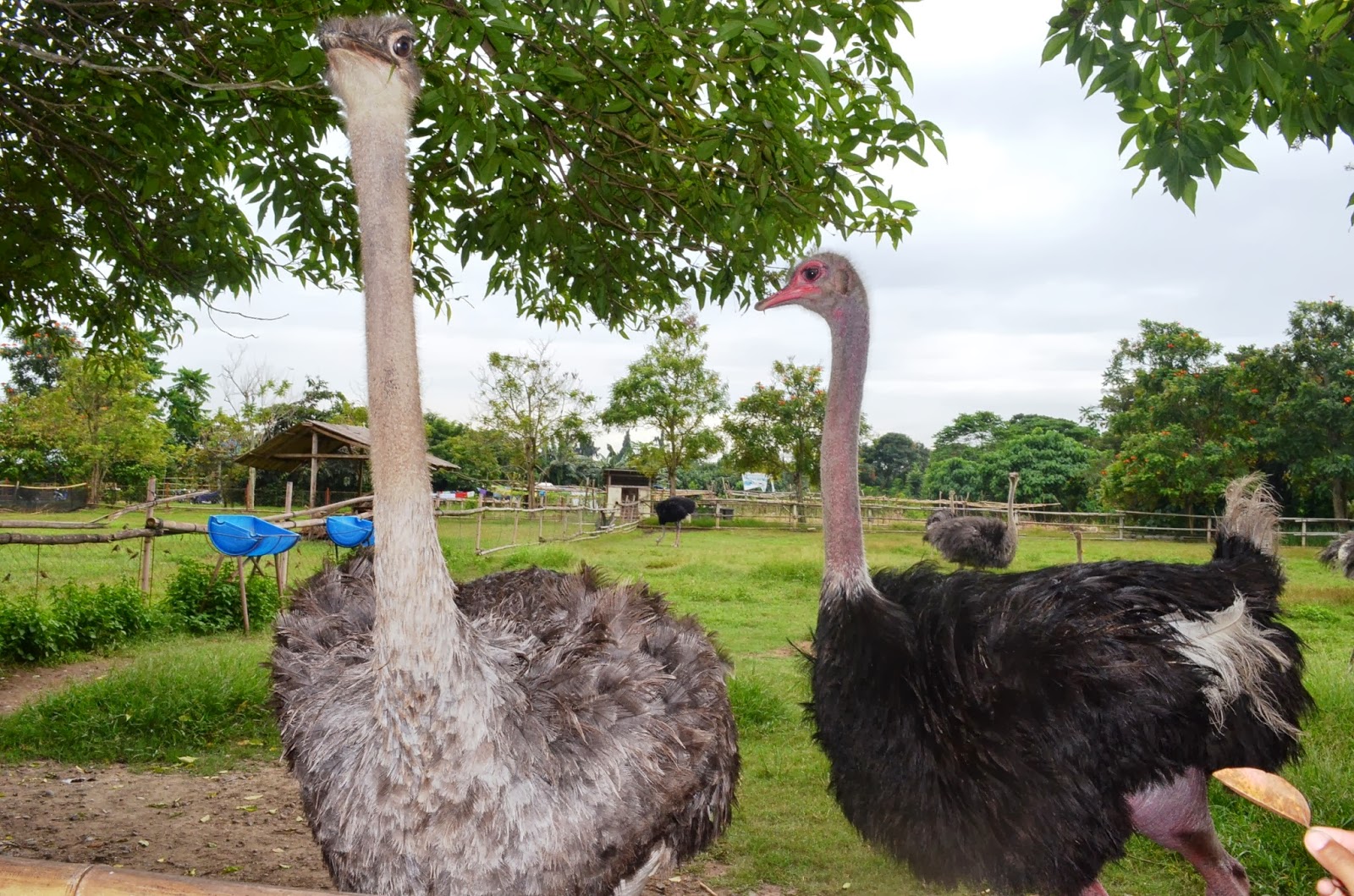 Exploring Davao City: Davao Crocodile Park