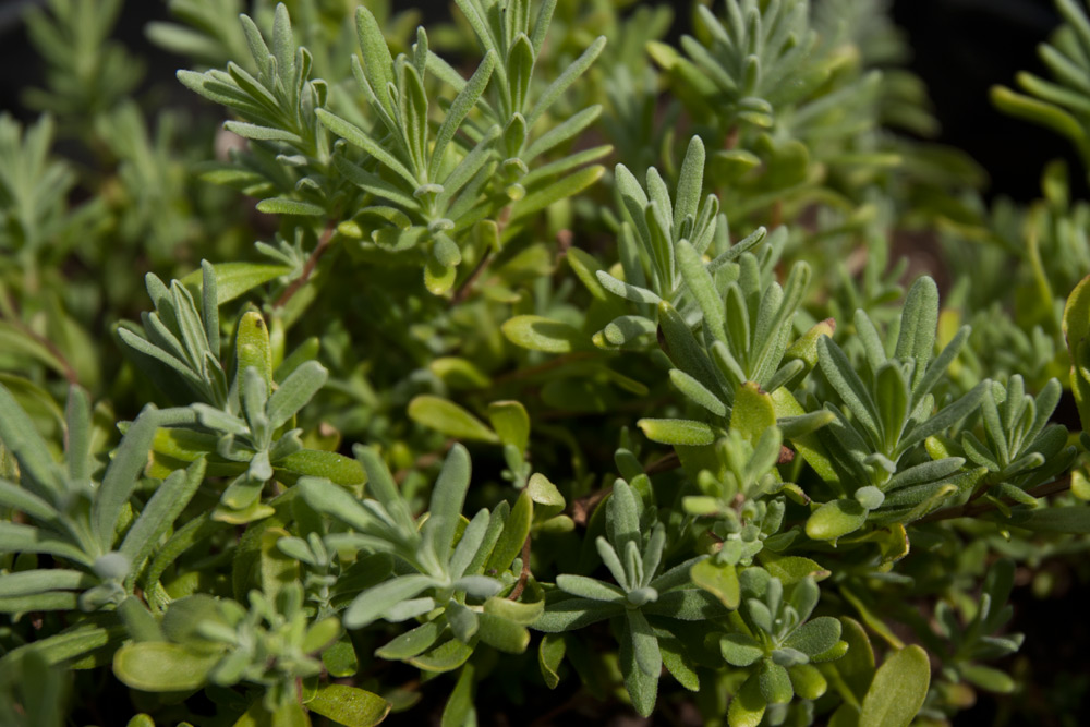 Lavender ~ Adventures in Gardening Pohnpei, Micronesia