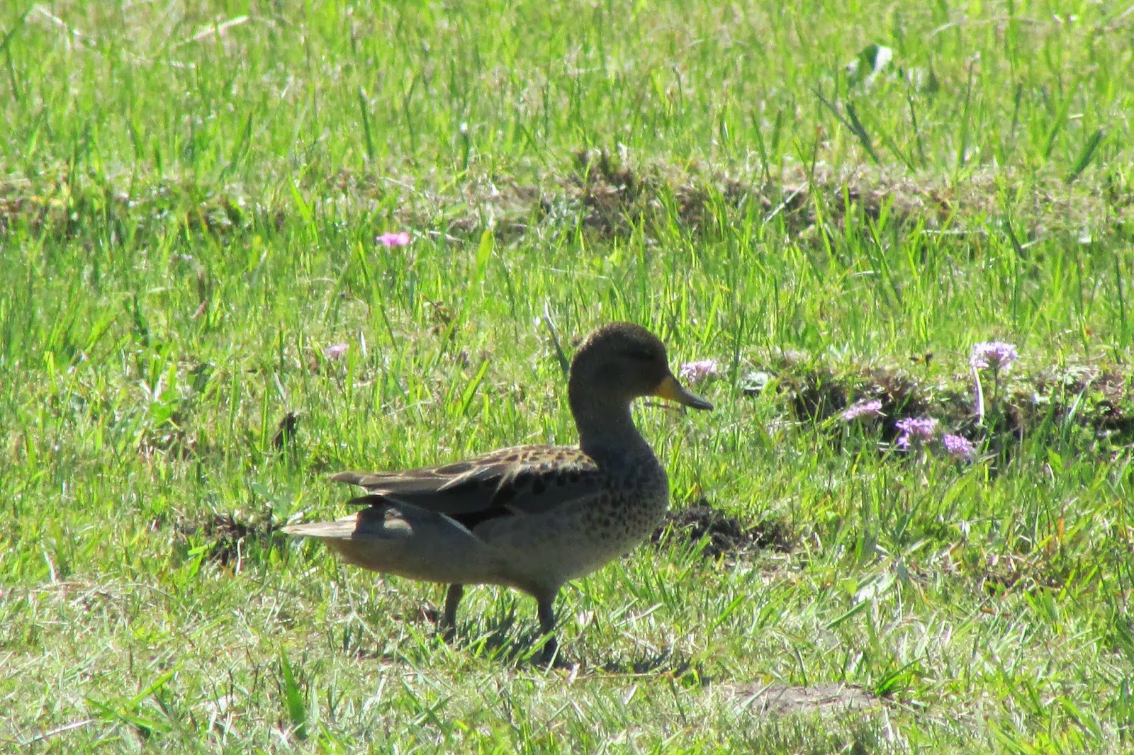 COLECCIONISTA DE HUEVOS DE AVES